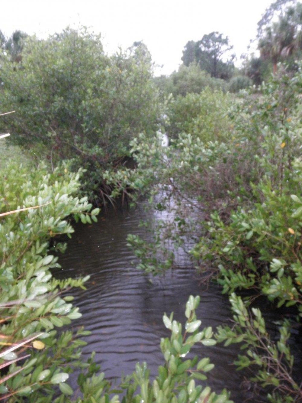 Coastal Management - Suncoast Mangroves